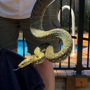 Our Local Snakes
